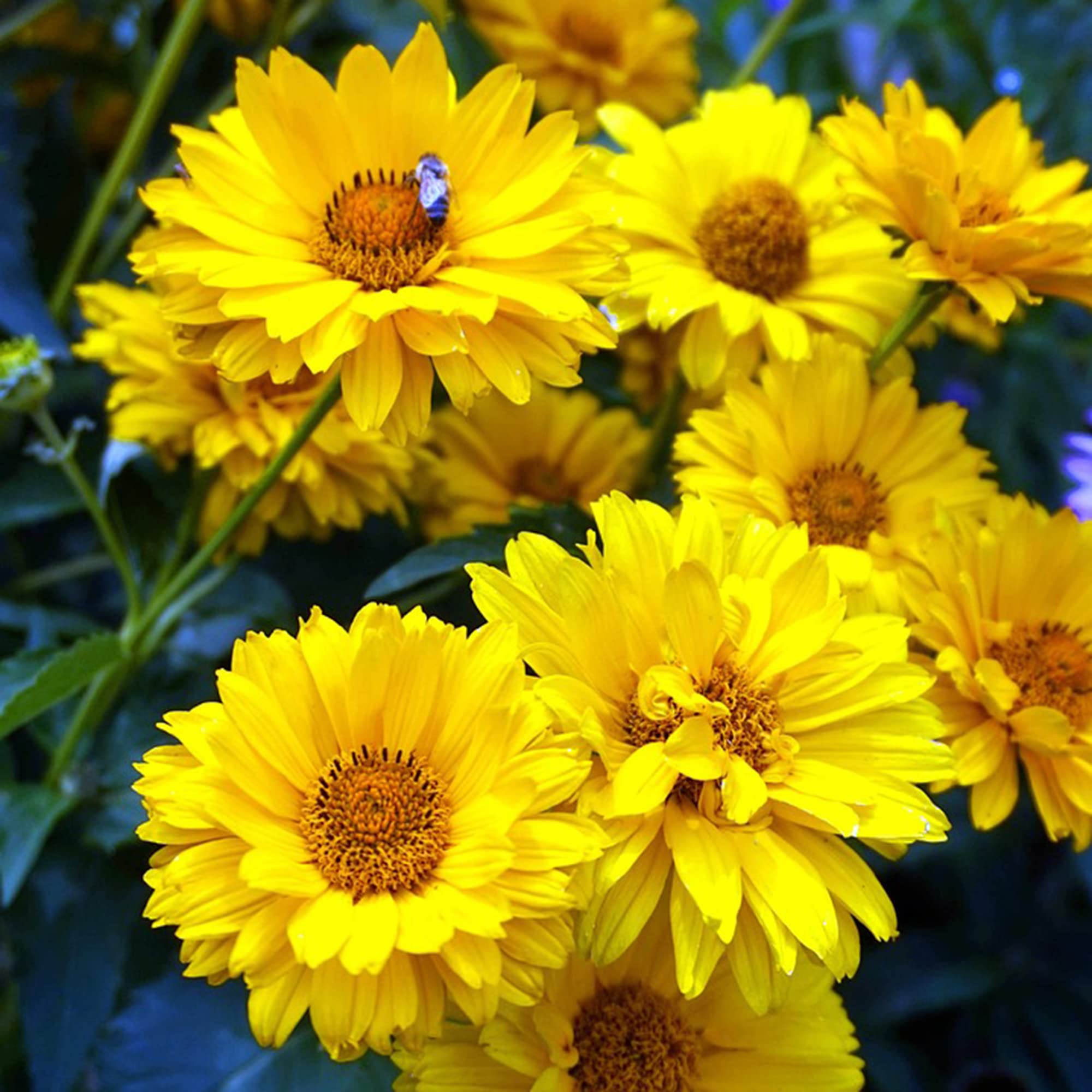 Heliopsis Seeds – False Sunflower Perennials for Yellow Gardens ...