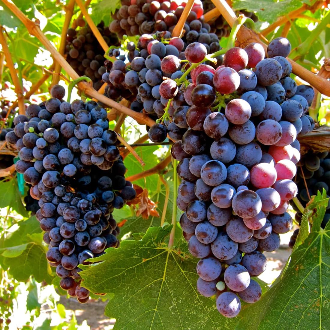 Black Corinth (Zante Currant) Grape Fruit Seeds for Planting - Sweet ...