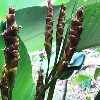 Brown Calathea Lutea Seeds for Planting - Heirloom & Non-GMO Seeds ...