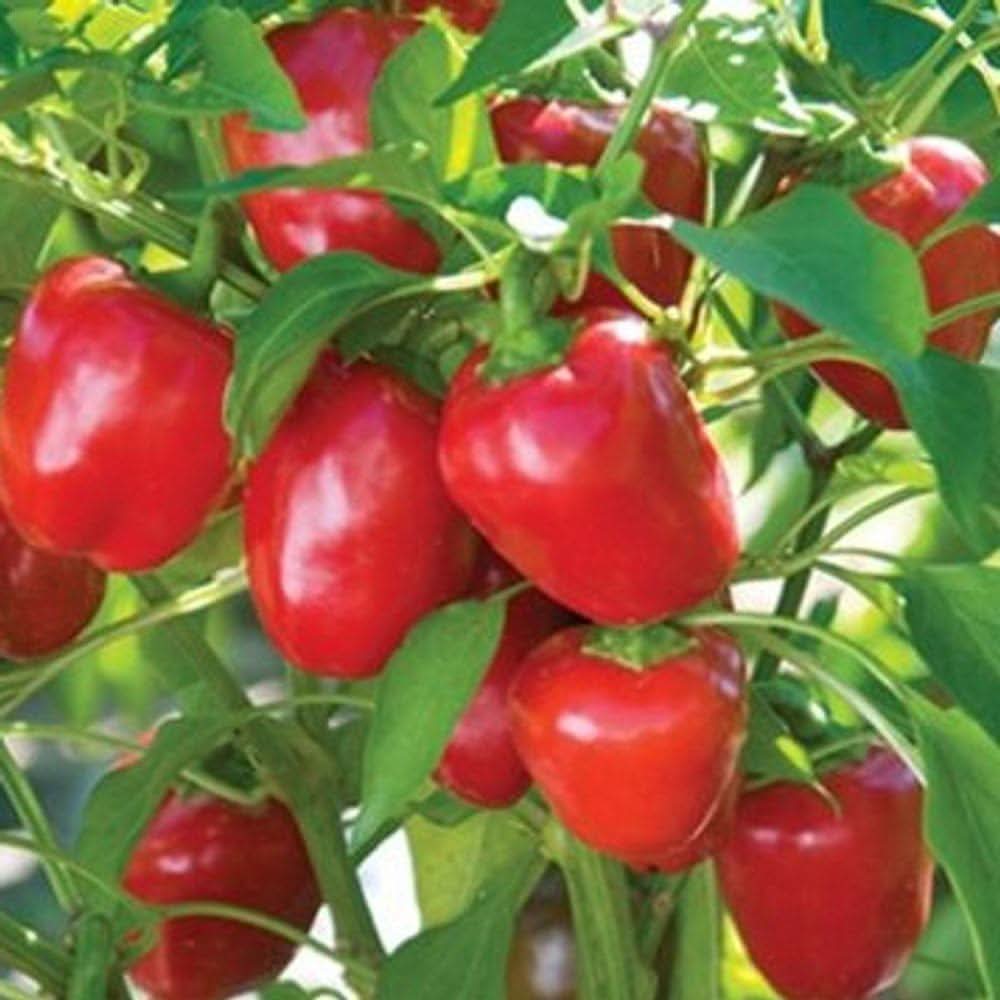 Pepper Seeds - Mini Red Bell Variety – Dharaseeds