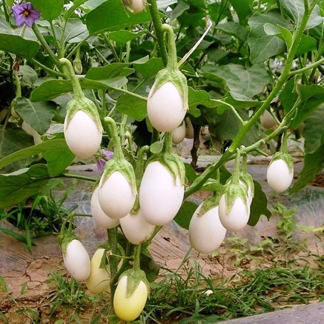 Ivory F1 Aubergine Solanum melongena vegetable seeds for creamy white ...
