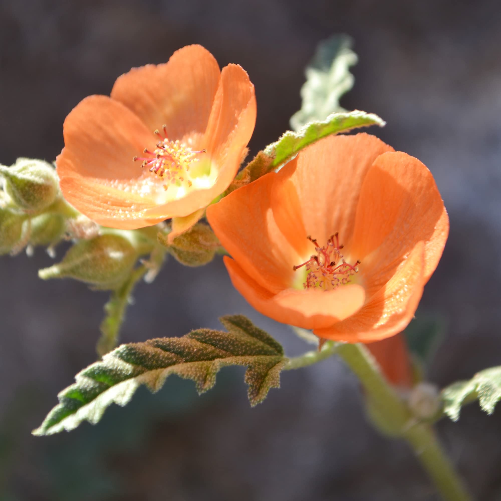 Desert Globemallow Seeds – Drought-Tolerant Plants for Xeriscape ...