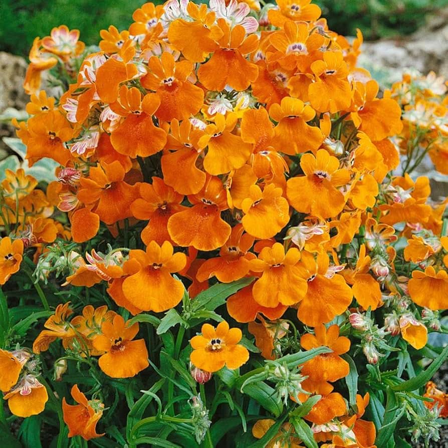 Nemesia Seeds – Orange Prince Vibrant Flowering Variety for Garden ...