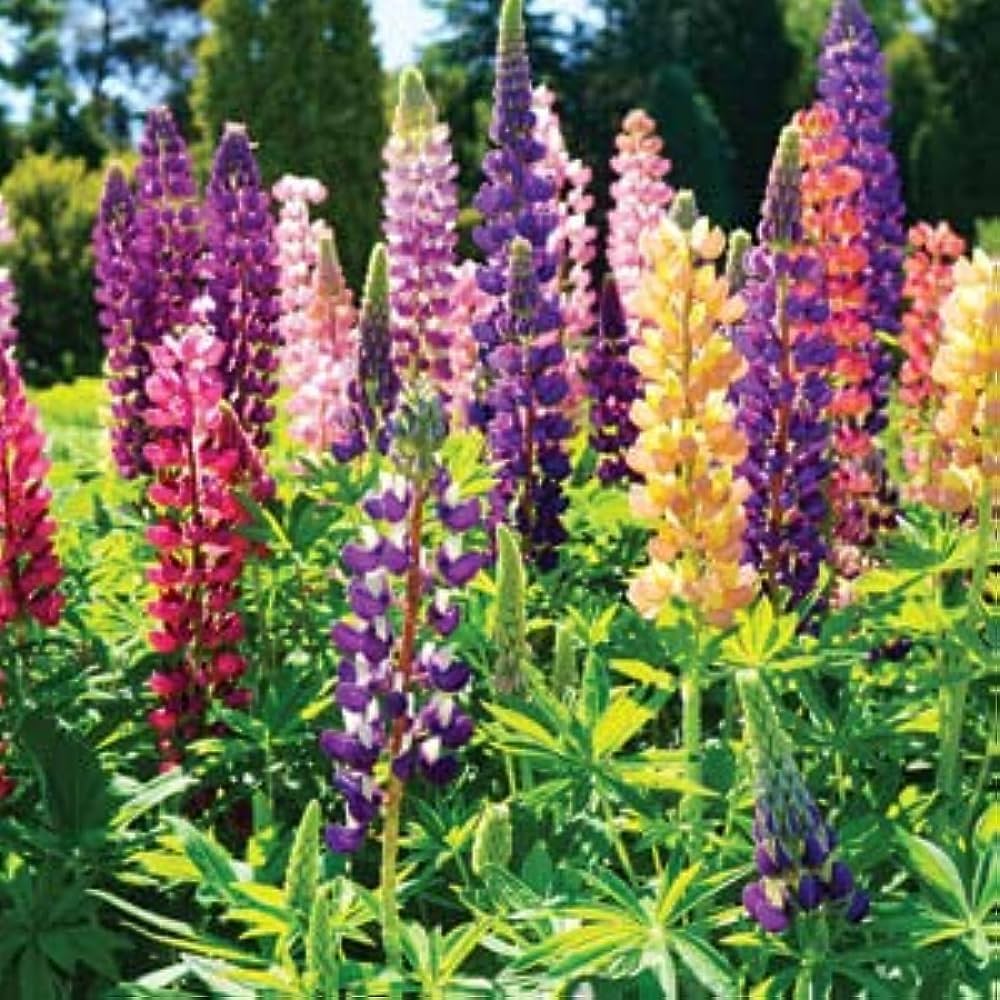 Lupinus Polyphyllus Seeds - Rainbow Tutti Frutti Lupine for Pollinator ...