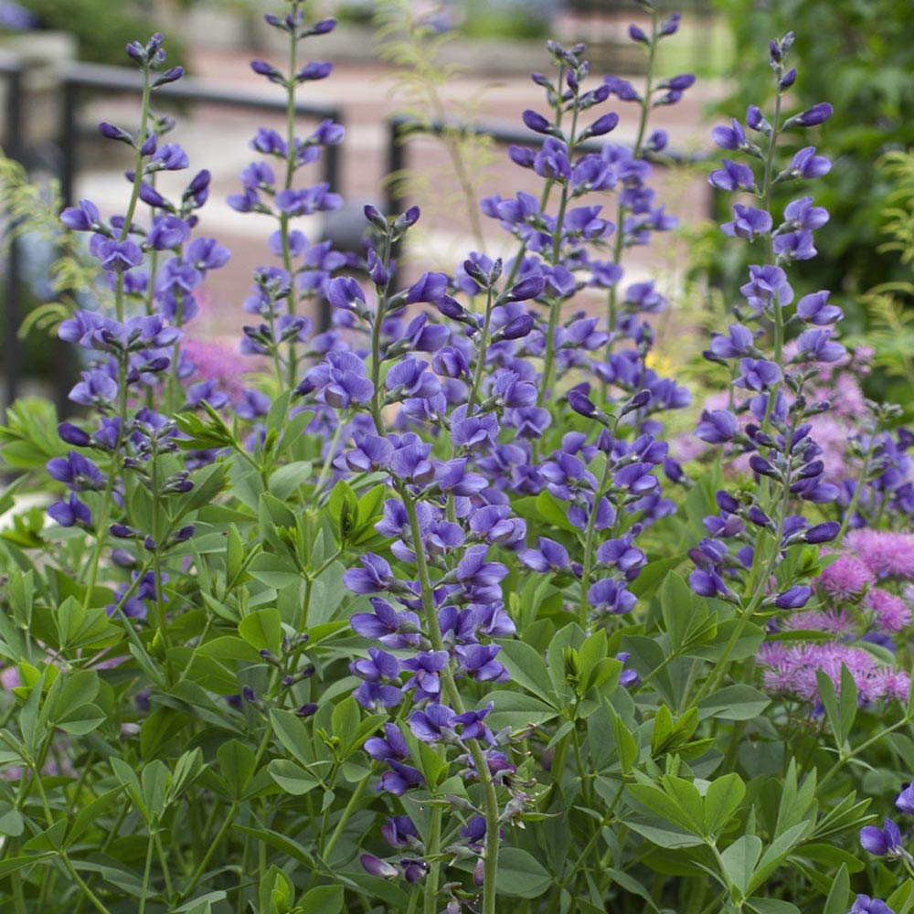 Blue False Indigo Flower Seeds – Heirloom, Non-GMO Seeds for Planting ...
