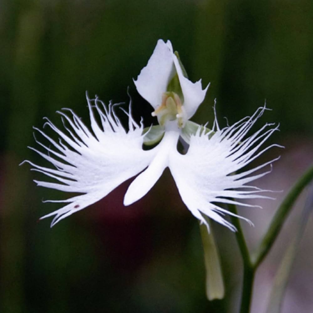 Japanese Radiata Seeds for Planting - Shop for Elegant Blooms – Dharaseeds