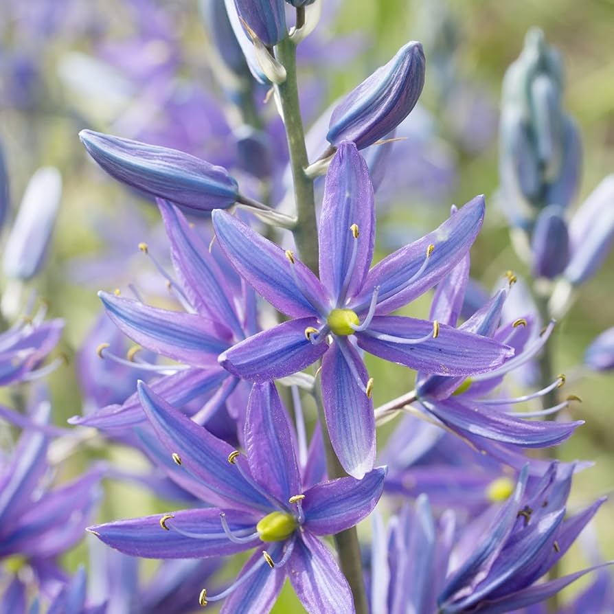 Blue Camas Camassia Flower Seeds, Heirloom, Non-GMO Seeds for Planting ...