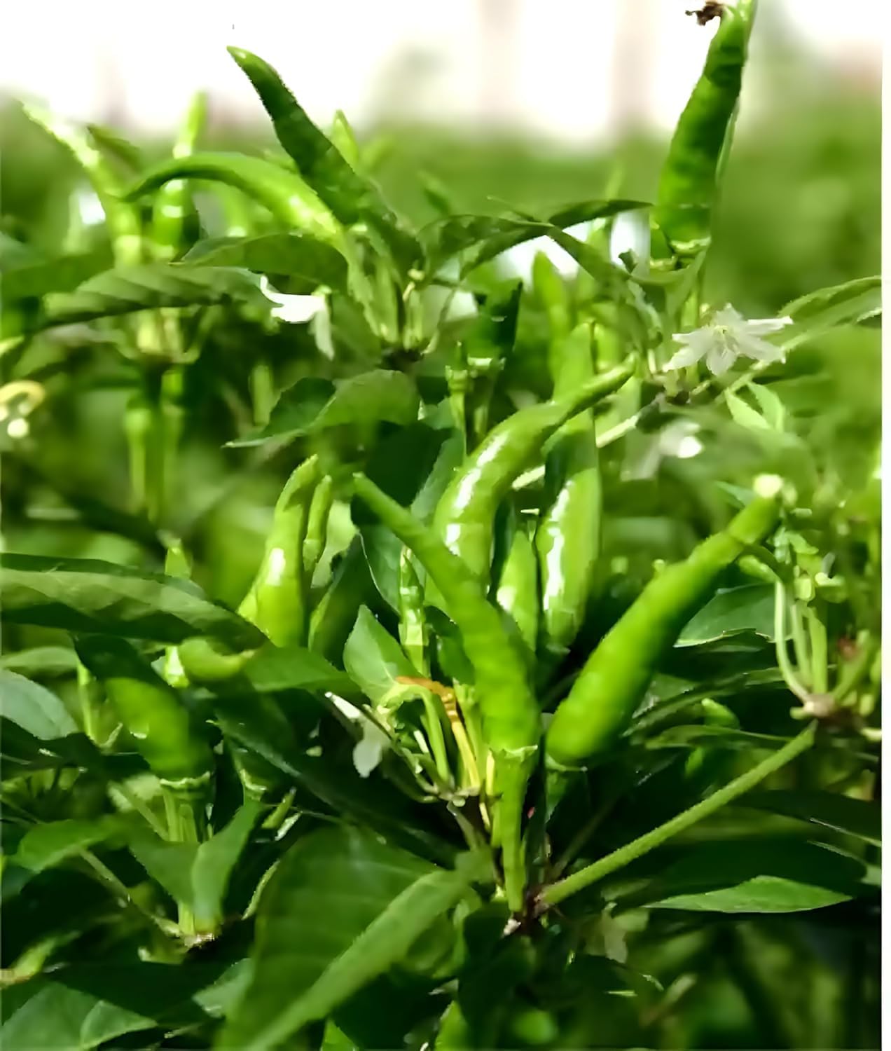 Capsicum Chili Pepper Seeds – Spicy Flavor for Kitchen Gardens – Dharaseeds