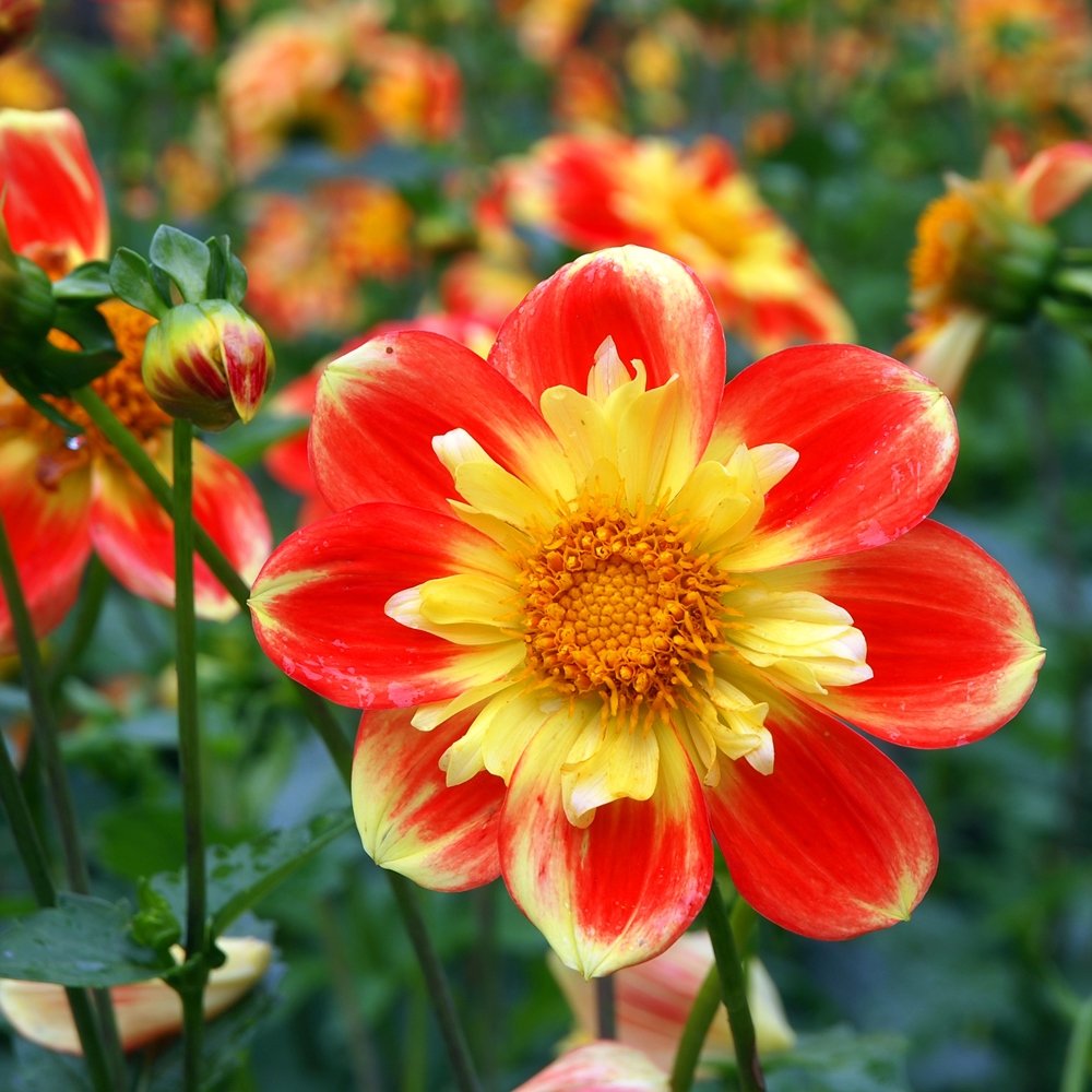 Dahlia Collarette Dandy Mix Flower Seeds for Planting – Heirloom, Non ...