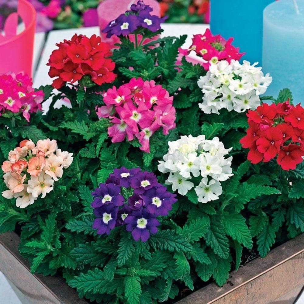 Verbena Seeds - Verbena Hybrida Variety for Vertical Garden and Patio ...