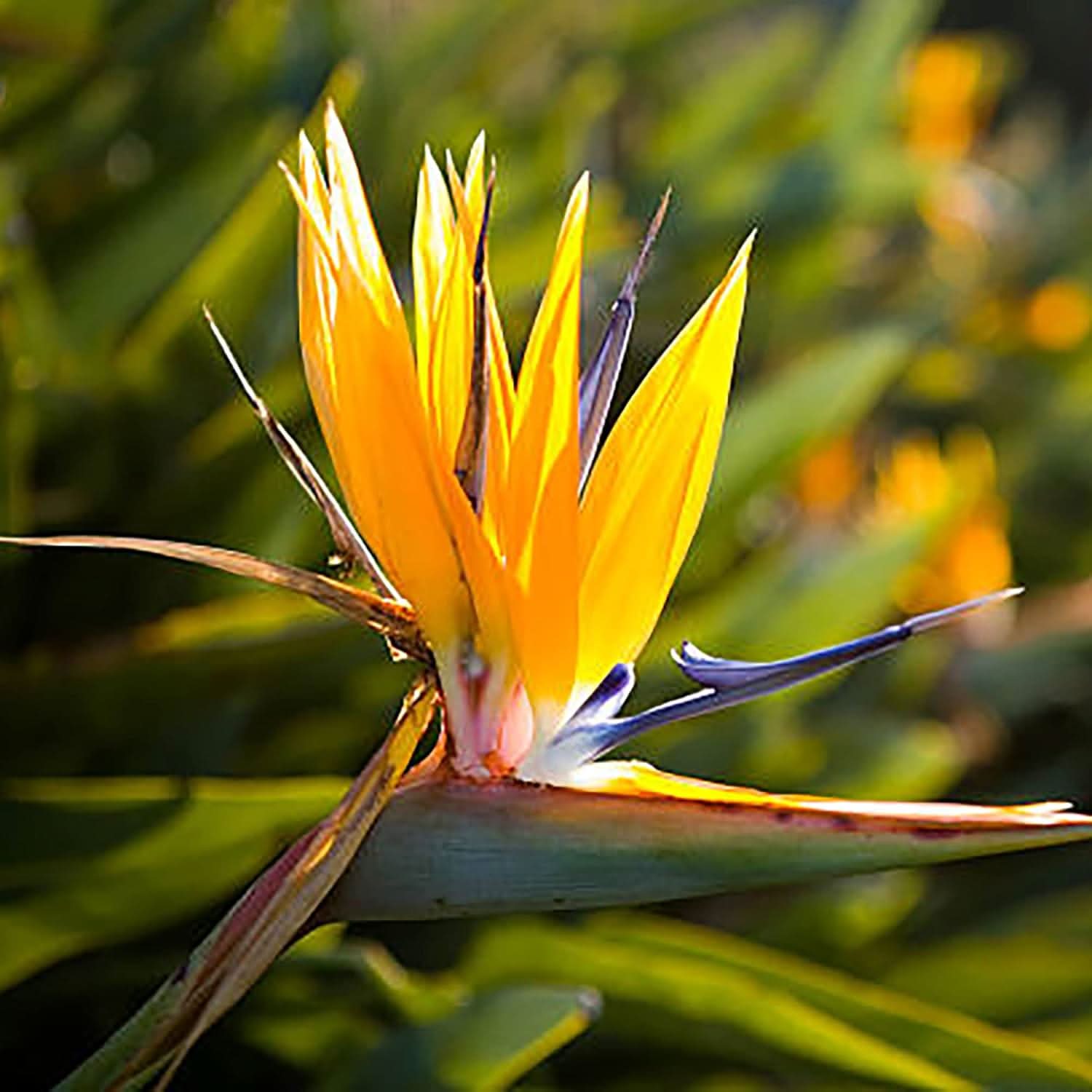 Green Strelitzia Reginae Seeds – Heirloom Non-GMO Rare Tropical Bird of ...