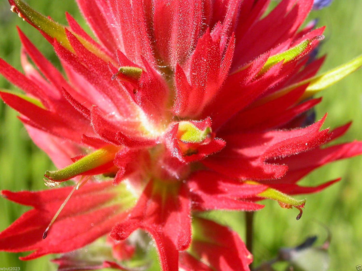 Red Castilleja Flower Seeds for Planting - 100 pcs - Dharaseeds