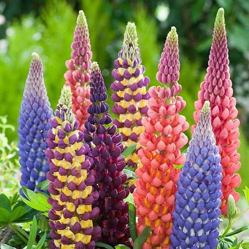 Mixed Lupine Flower Seeds for home garden - Grow Now – Dharaseeds