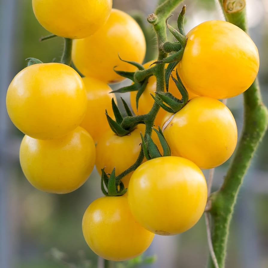 Yellow Currant Tomato Seeds – Tiny Garden Fruits – Dharaseeds