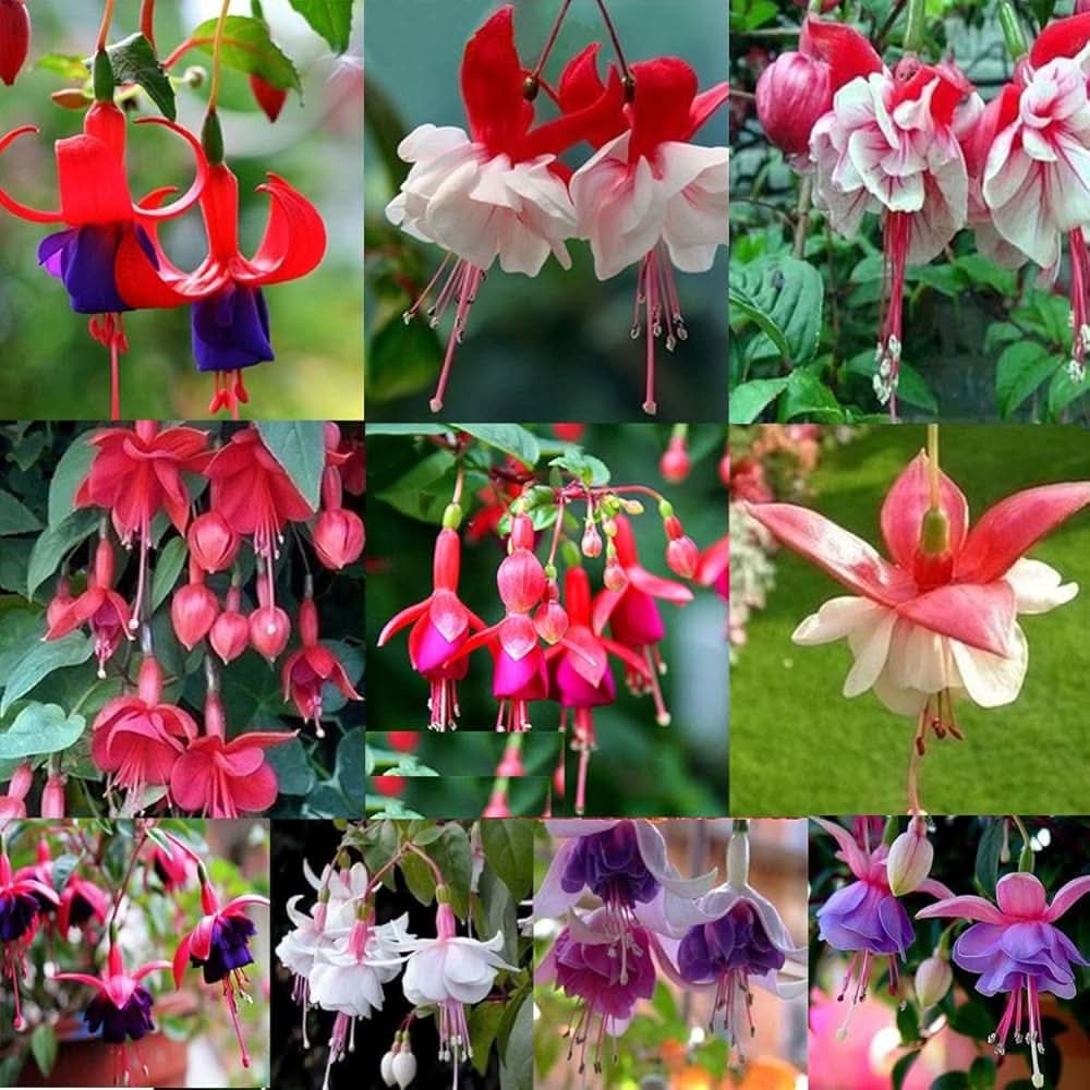 Fuchsia Seeds – Fuchsia Hybrida for Hanging Baskets & Shaded Gardens ...