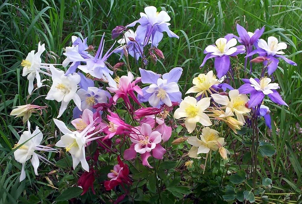 Giant Columbine McKana Aquilegia Mix Seeds for Stunning Flowers ...