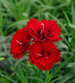 Carnation Seeds - Double Red Variety for Garden Beds and Bouquets ...