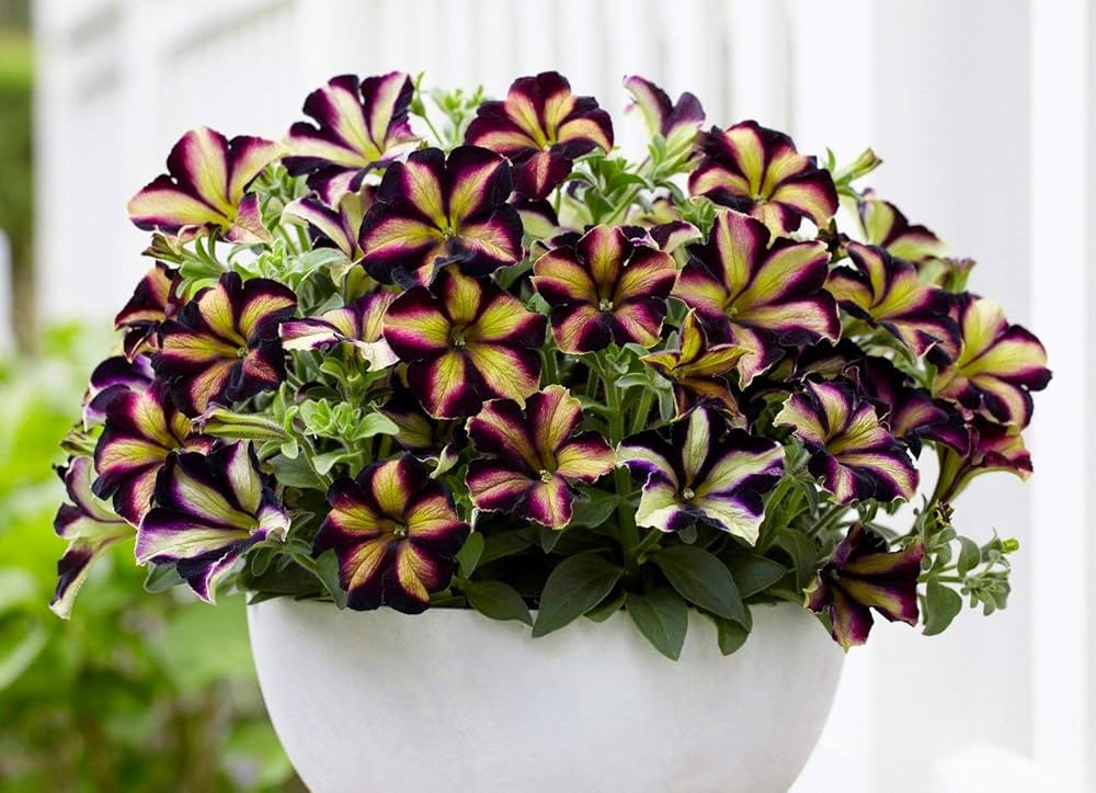 Petunia Hybrida Rare Color Mix Seeds – Unique Garden Blooms – Dharaseeds