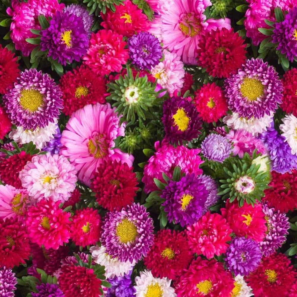 Aster Seeds - Aster novae-angliae ‘September Ruby’ Seeds for Late ...