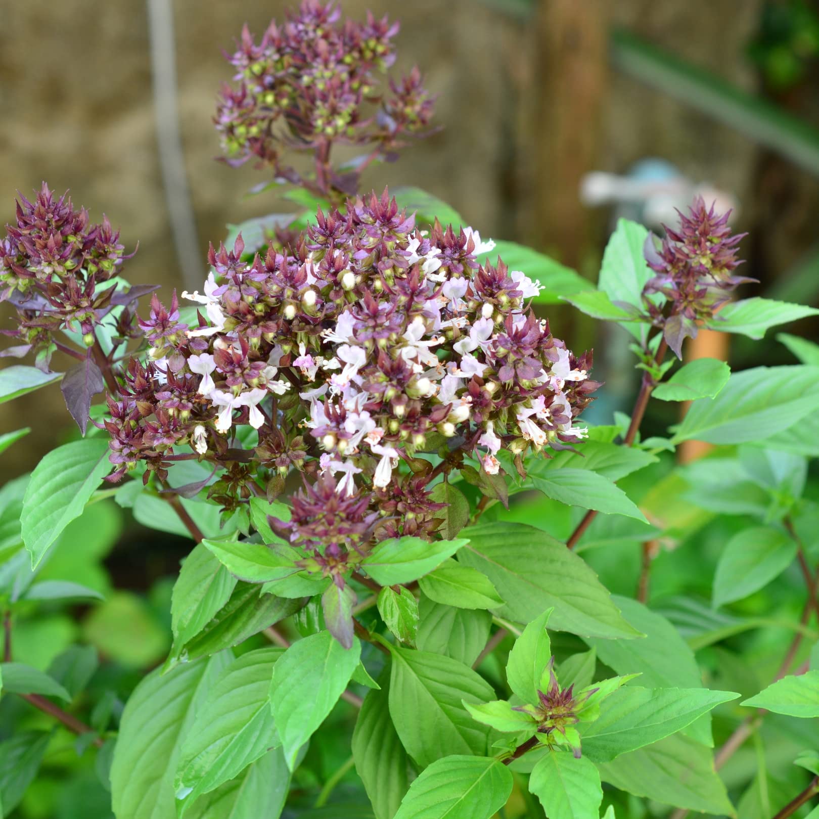 Clove Basil Seeds - Strong Aroma - Shop Now – Dharaseeds