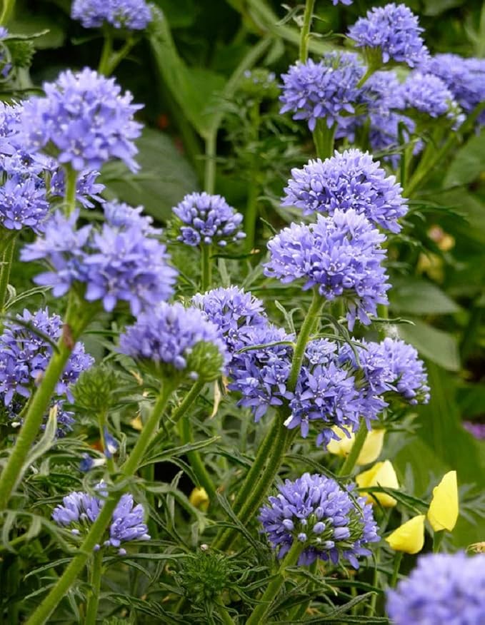 Globe Gilla Seeds – Grow Stunning Globe-Shaped Flowers – Dharaseeds