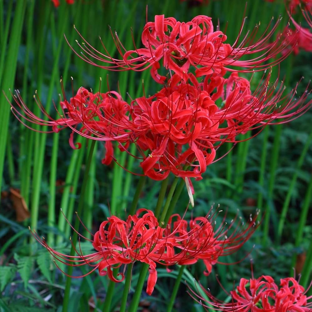 Japanese Radiata Flower Seeds – Red Spider Lily – Dharaseeds