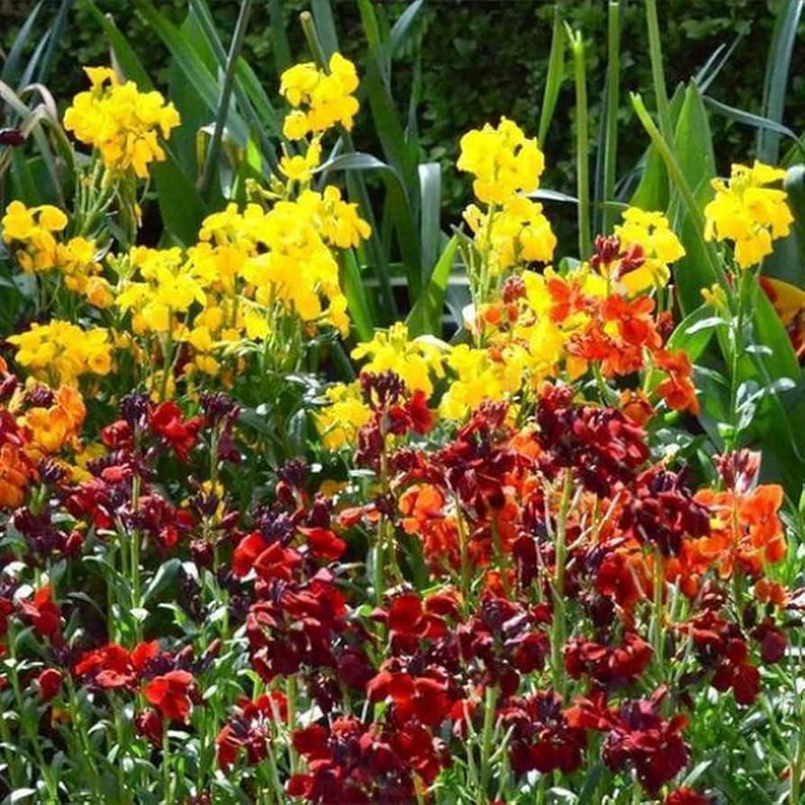 WallFlower Ravenelle Erysimum Seeds for Planting - Shop Now – Dharaseeds