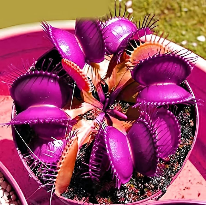 Yellow Venus Flytrap Seeds Urban Garden – Dharaseeds