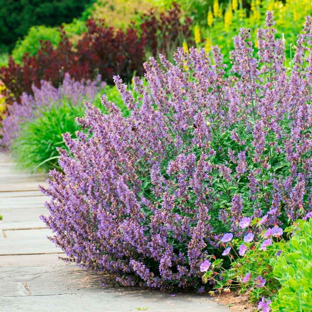 Nepeta Seeds – Heirloom Fragrant Pollinator-Friendly Flowering Plant ...