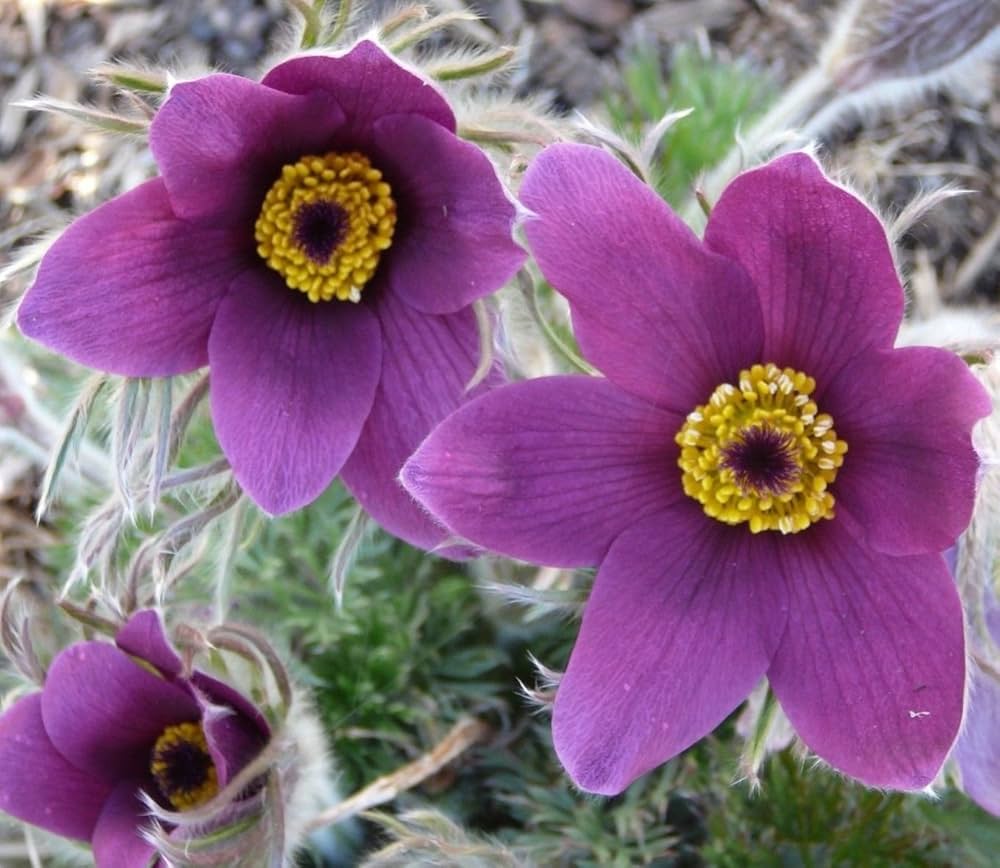 Pasque Semi Violet Flower Seeds - Shop Now – Dharaseeds