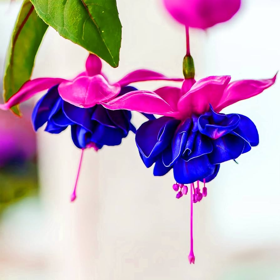 Double Petal Fuchsia Seeds – Red & Blue Hanging Blooms – Dharaseeds