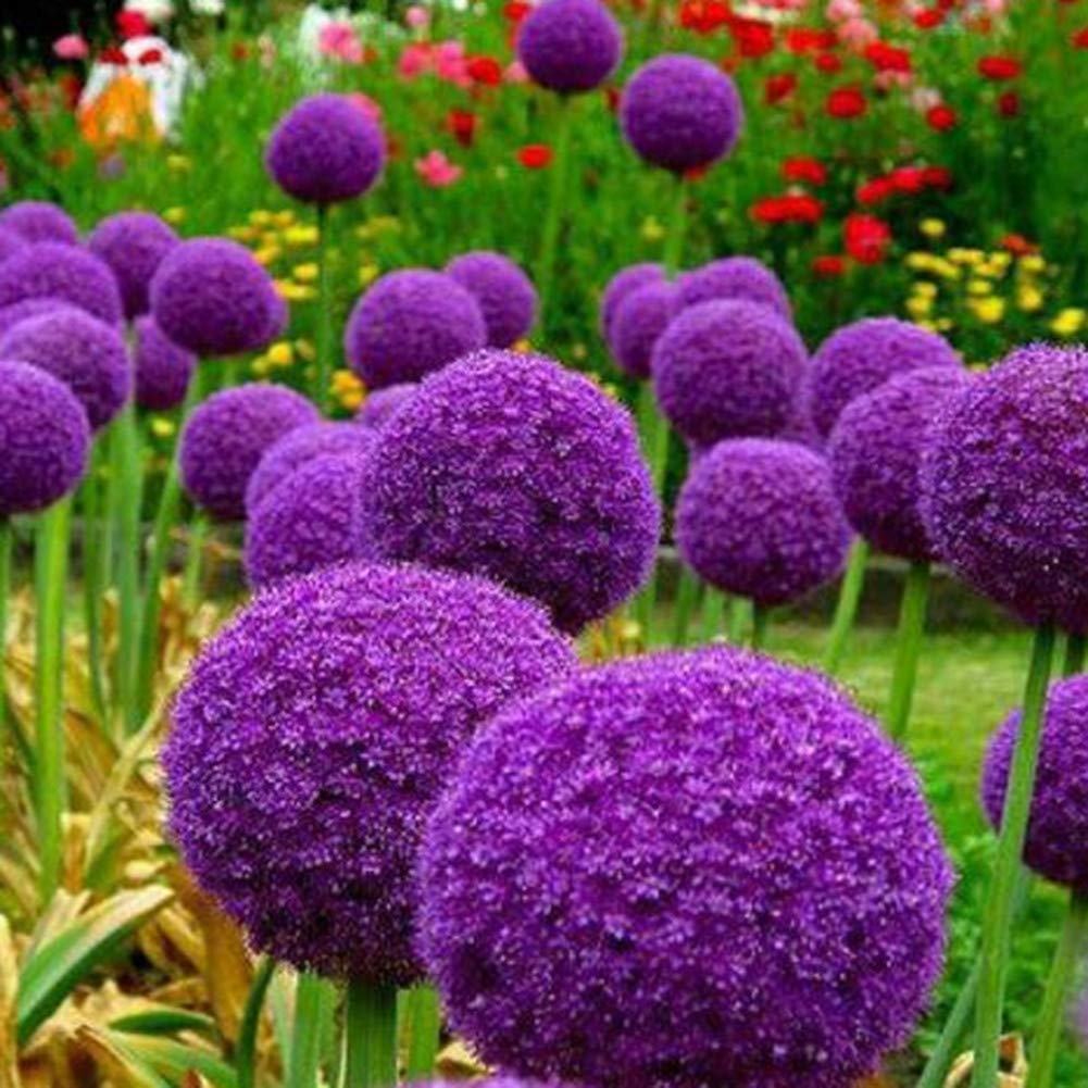 Giant Allium Seeds – Rare Ornamental Flower – Dharaseeds