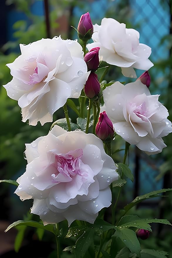 Eustoma Eustoma Grandiflorum Seeds – Elegant Garden Blooms – Dharaseeds