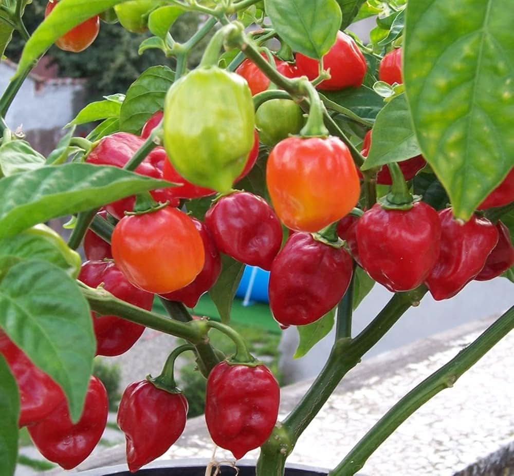 Pepper Capsicum chinense Vegetable Seeds for Planting in Warty Chile ...