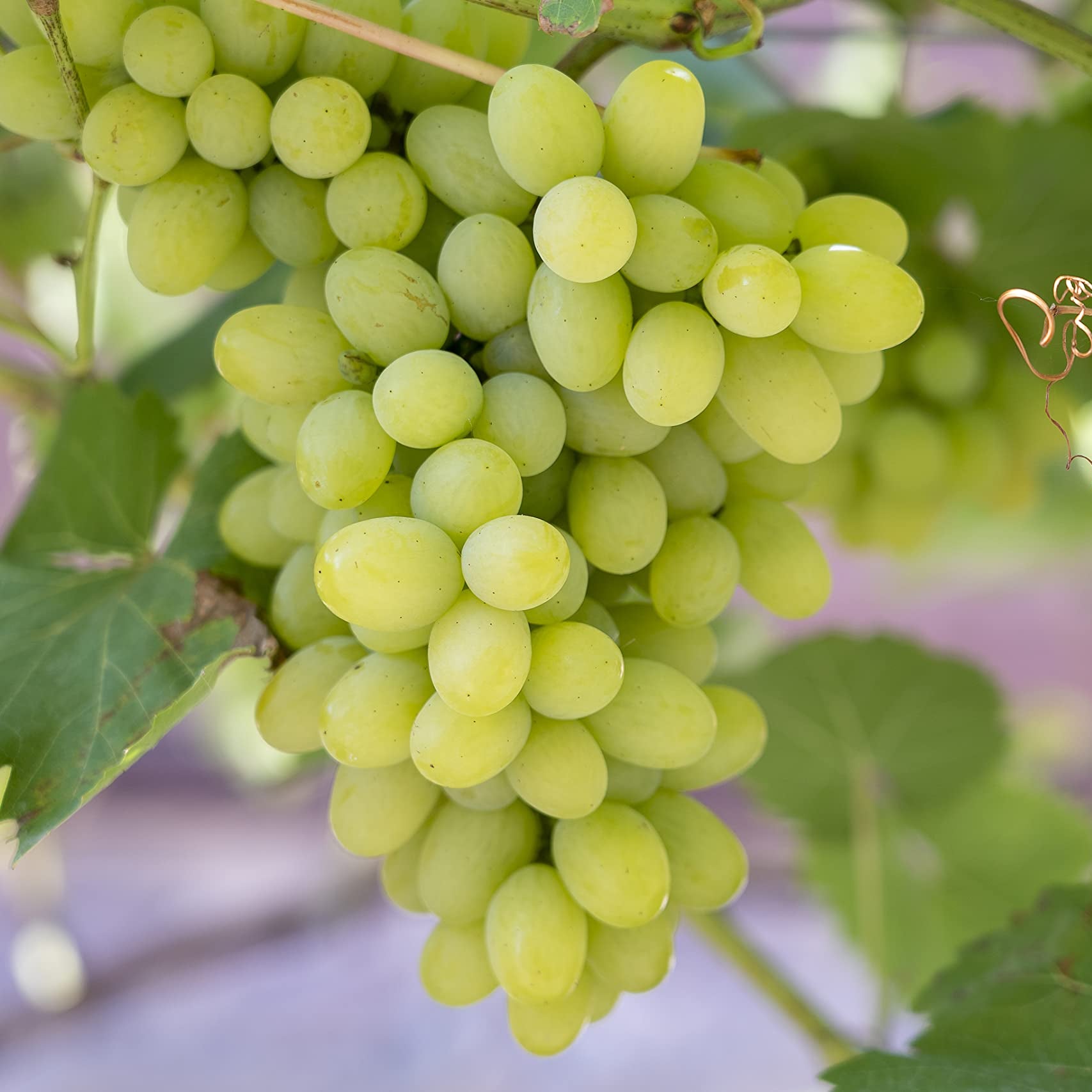 Lakemont Grape Fruit Seeds for Planting - Unique White Grapes for Your ...