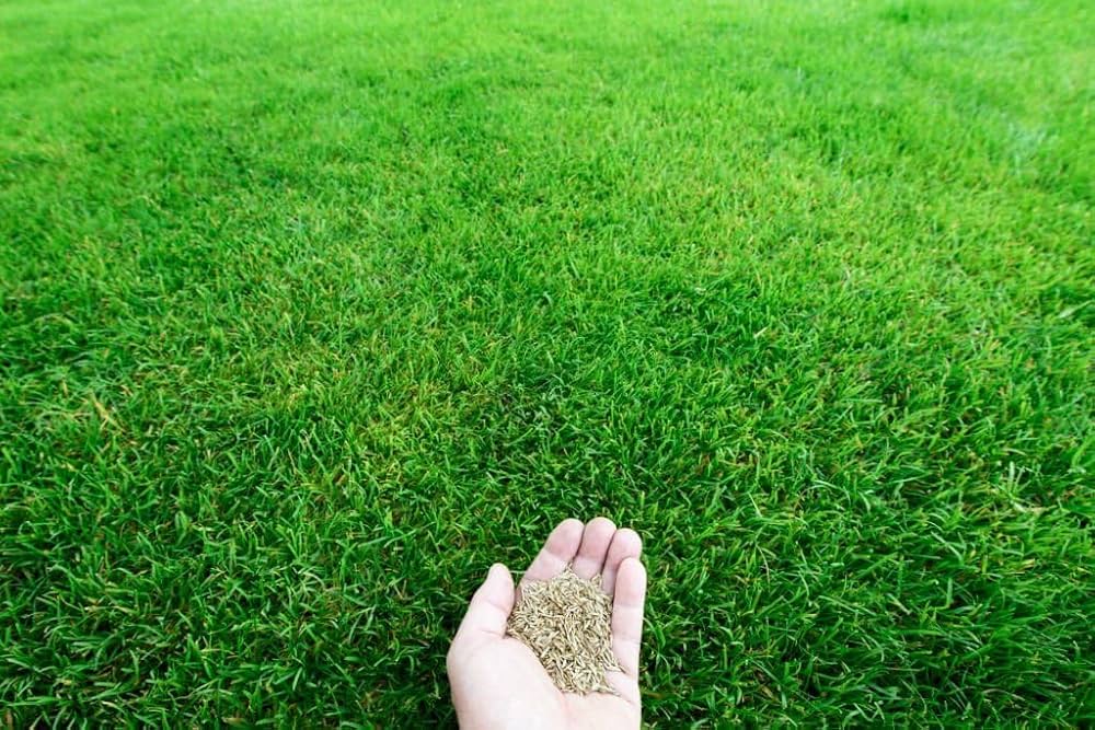 Green Source Lawn Grass Seeds – Evergreen Blend – Dharaseeds