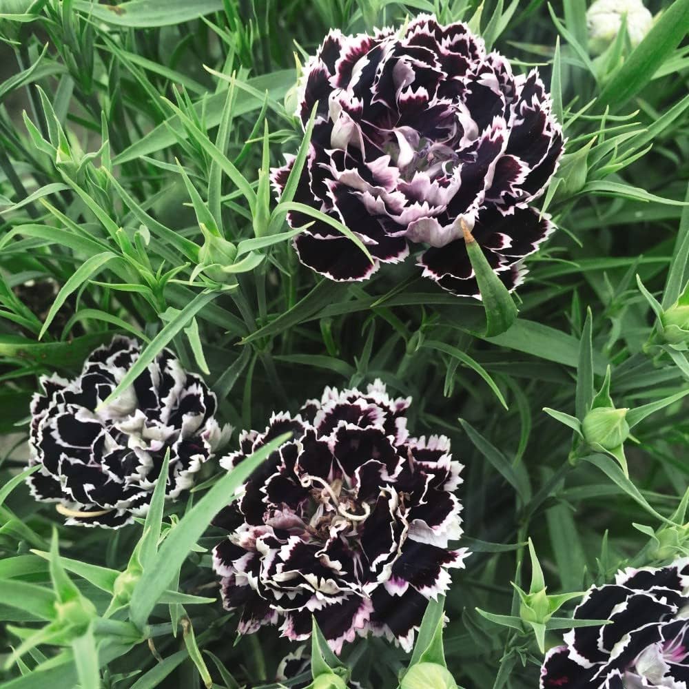 Carnation Seeds - Black Dianthus Caryophyllus Variety for Indoor Pots ...