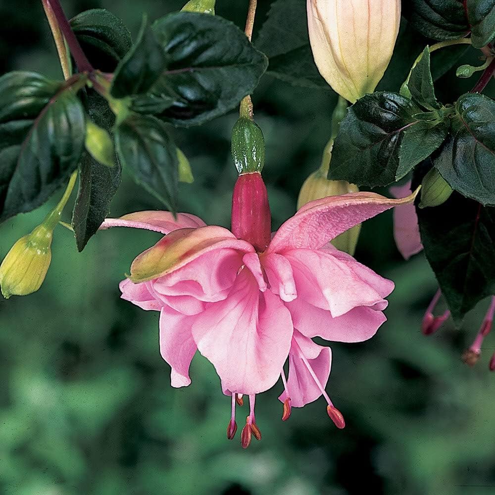 Heirloom Pink Fuchsia flower seeds – non‑GMO trailing plant seeds ...