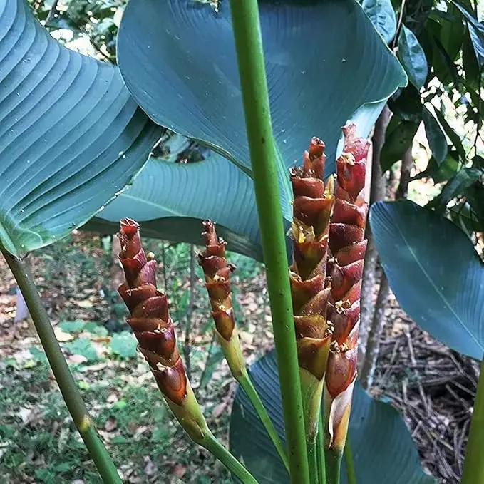 Brown Calathea Lutea Seeds for Planting - Heirloom & Non-GMO Seeds ...