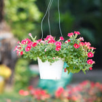 Freiheit Raspberry Vein Petunia Seeds – Stunning Veined Flowers ...