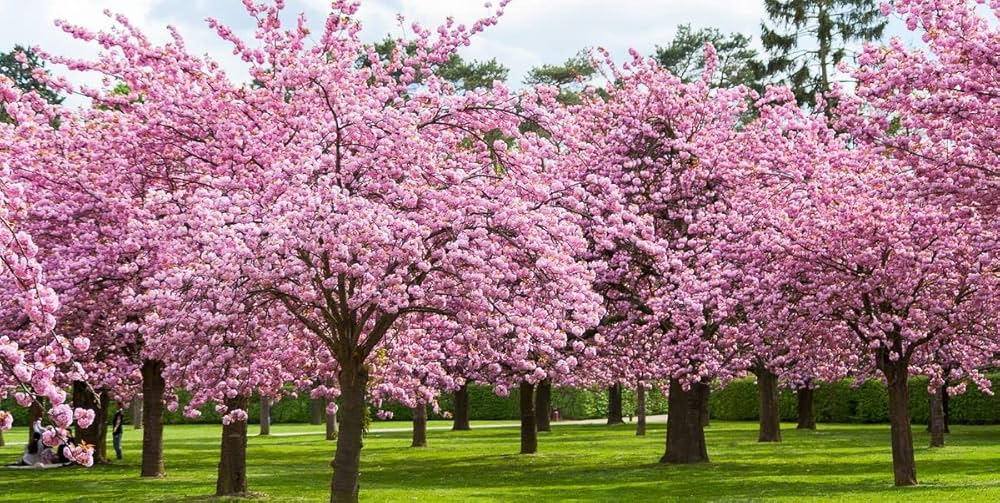Japanese Sakura Seeds for Planting - Order Now – Dharaseeds