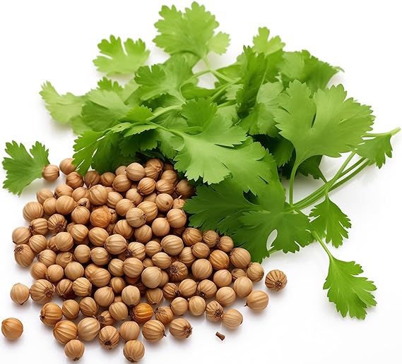 Coriander Coriandrum Sativum Seeds for Planting - Buy Now – Dharaseeds