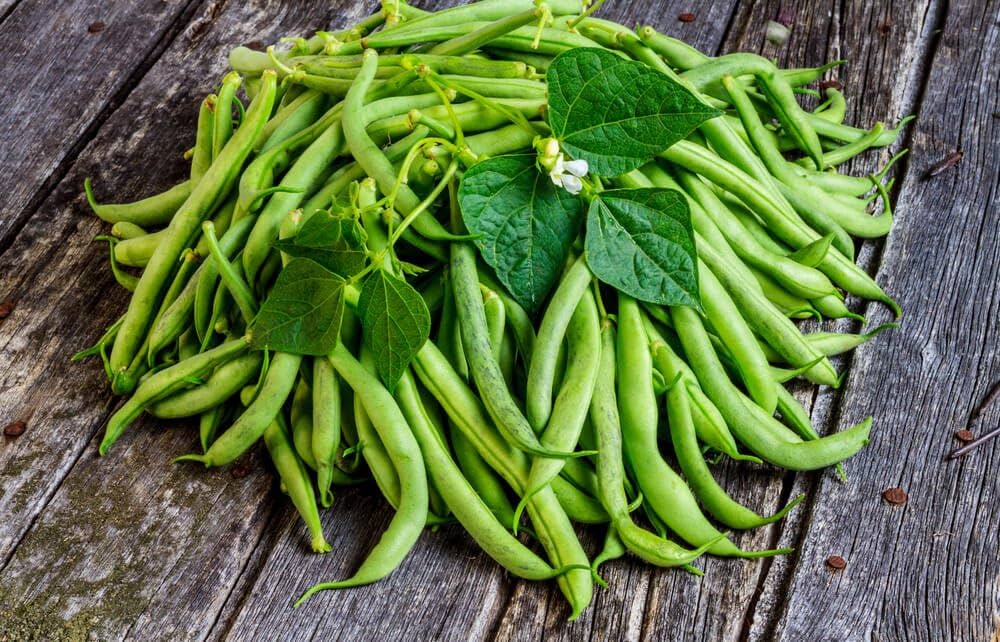 Stick Beans Vegetable Seeds for Vegetable Patch – Shop Now – Dharaseeds