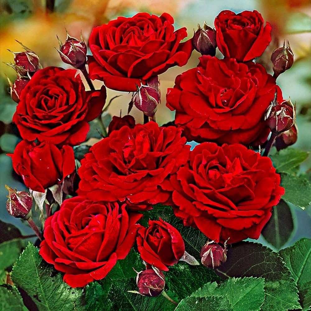 Rose Tree Seeds - European Rose Garden Flowering Tree – Dharaseeds