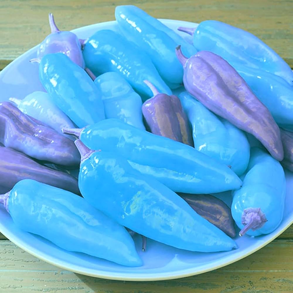 Turquoise Pepper Seeds – Heirloom Unusual Chili Color – Dharaseeds