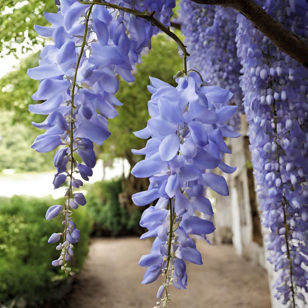Wisteria Seeds – Blue Heirloom Non-GMO Flowering Plant – Dharaseeds