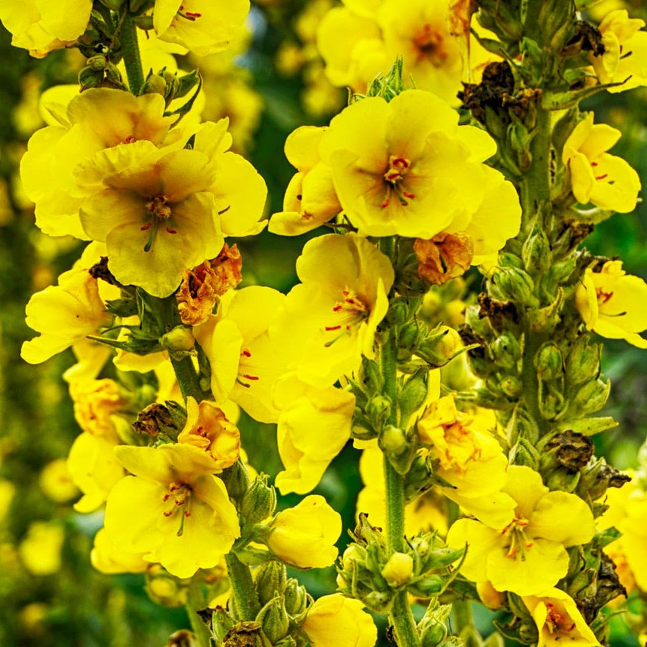 Yellow Mullein Flower Seeds for Planting- NON GMO Seeds - Dharaseeds