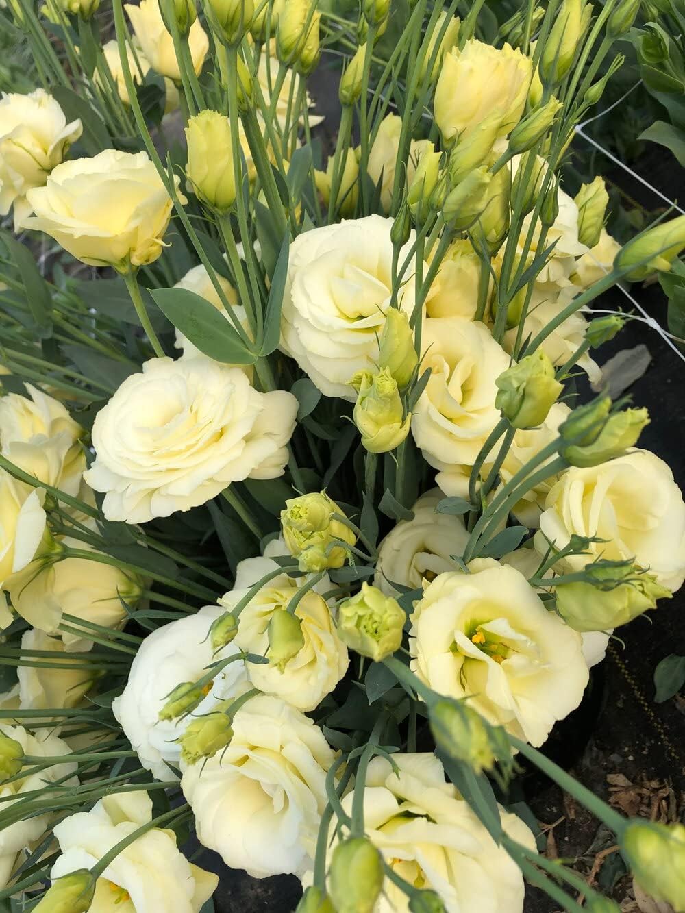 Light Yellow Eustoma (Lisianthus) Flower Seeds for Planting - Heirloom ...