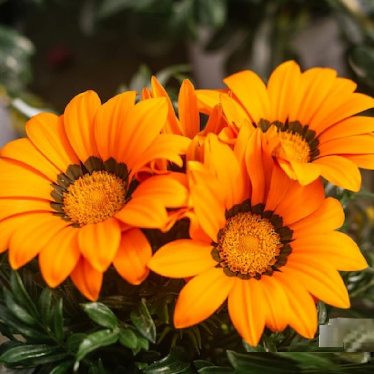 African Daisy Seeds - Dimorphotheca Sinuata Orange Yellow Mix for Home ...