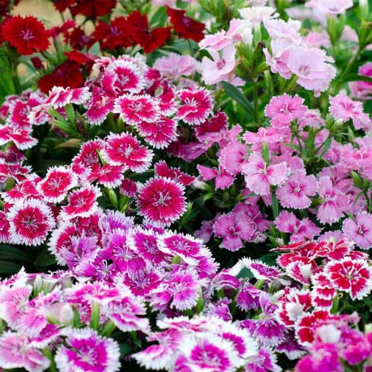 French Dianthus Annual Frills Seeds for Planting - Shop Now – Dharaseeds